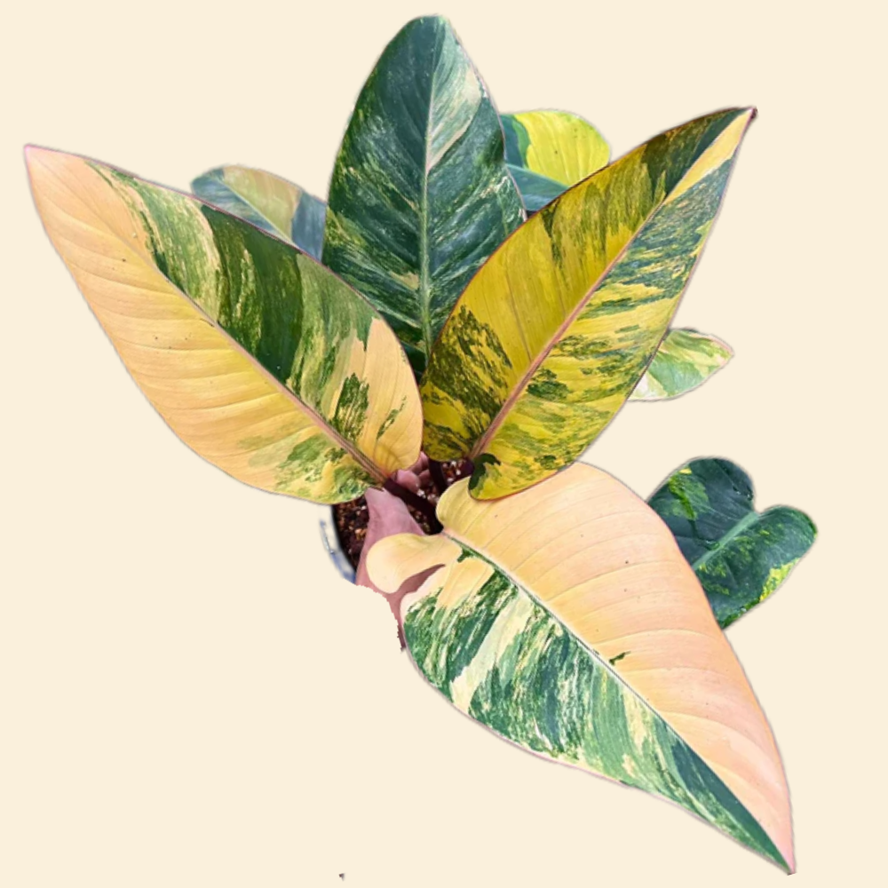 Rare Philodendron Yellow Congo Big (high variegated) | The Rooted Petals