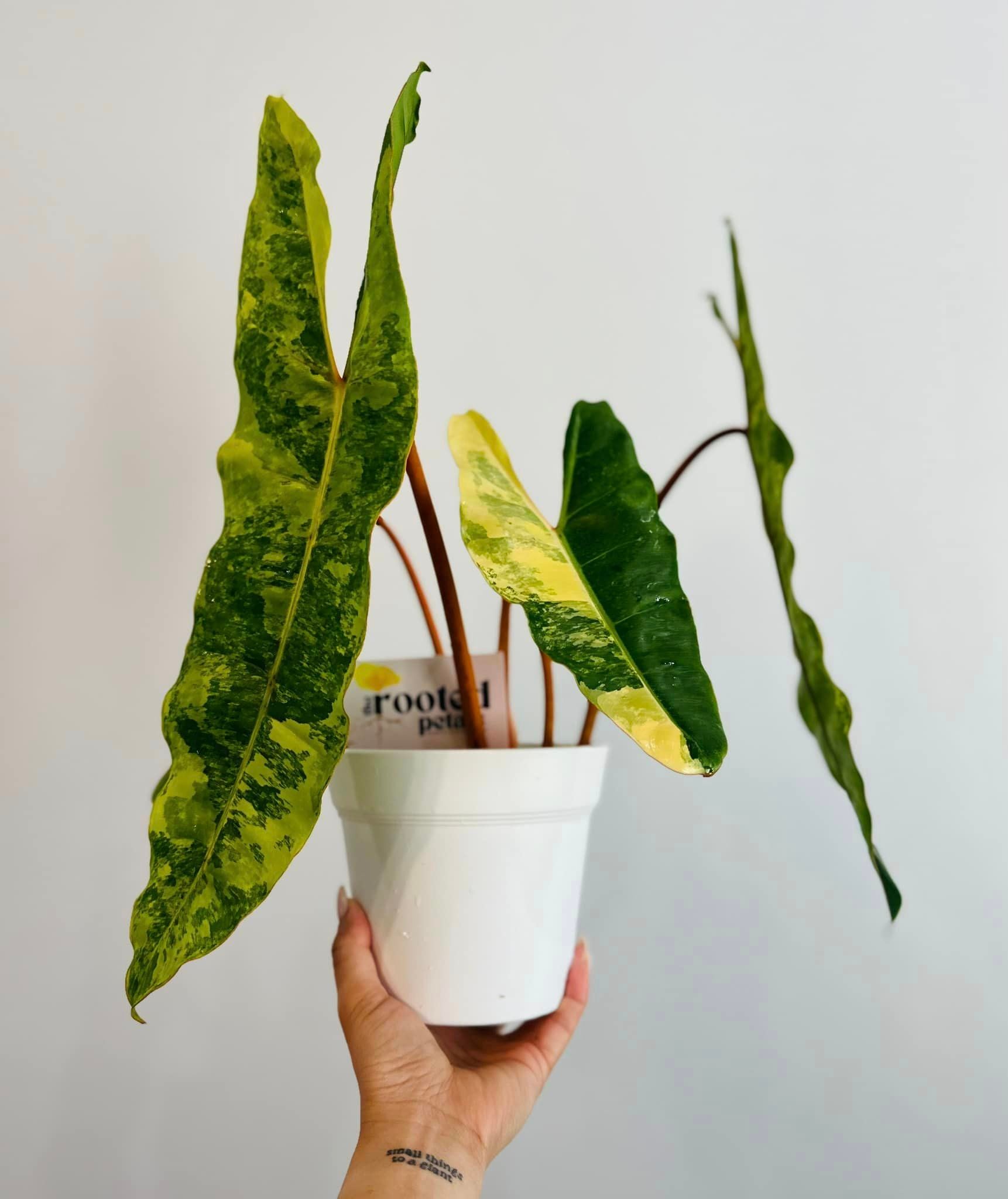 Variegated Billietae Philodendron | THE ROOTED PETALS